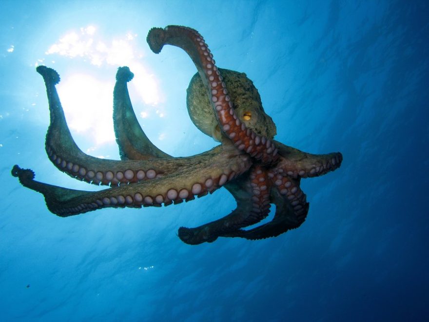 PULPO TOUR | Educational Tours - Puerto Rico | Vámonos Tours